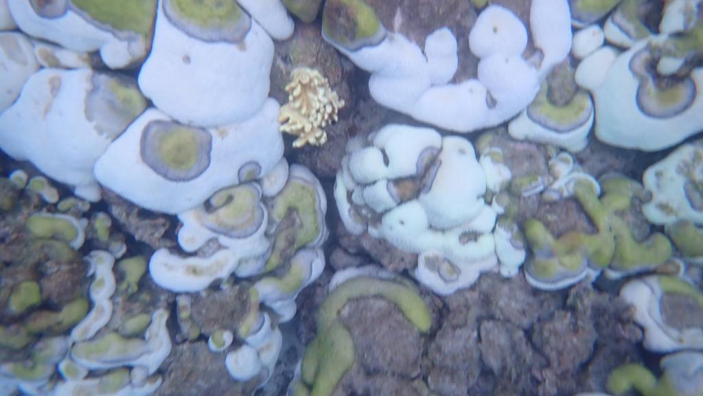 Coral reefs, climate change & mass bleaching: sobering lessons from One ...