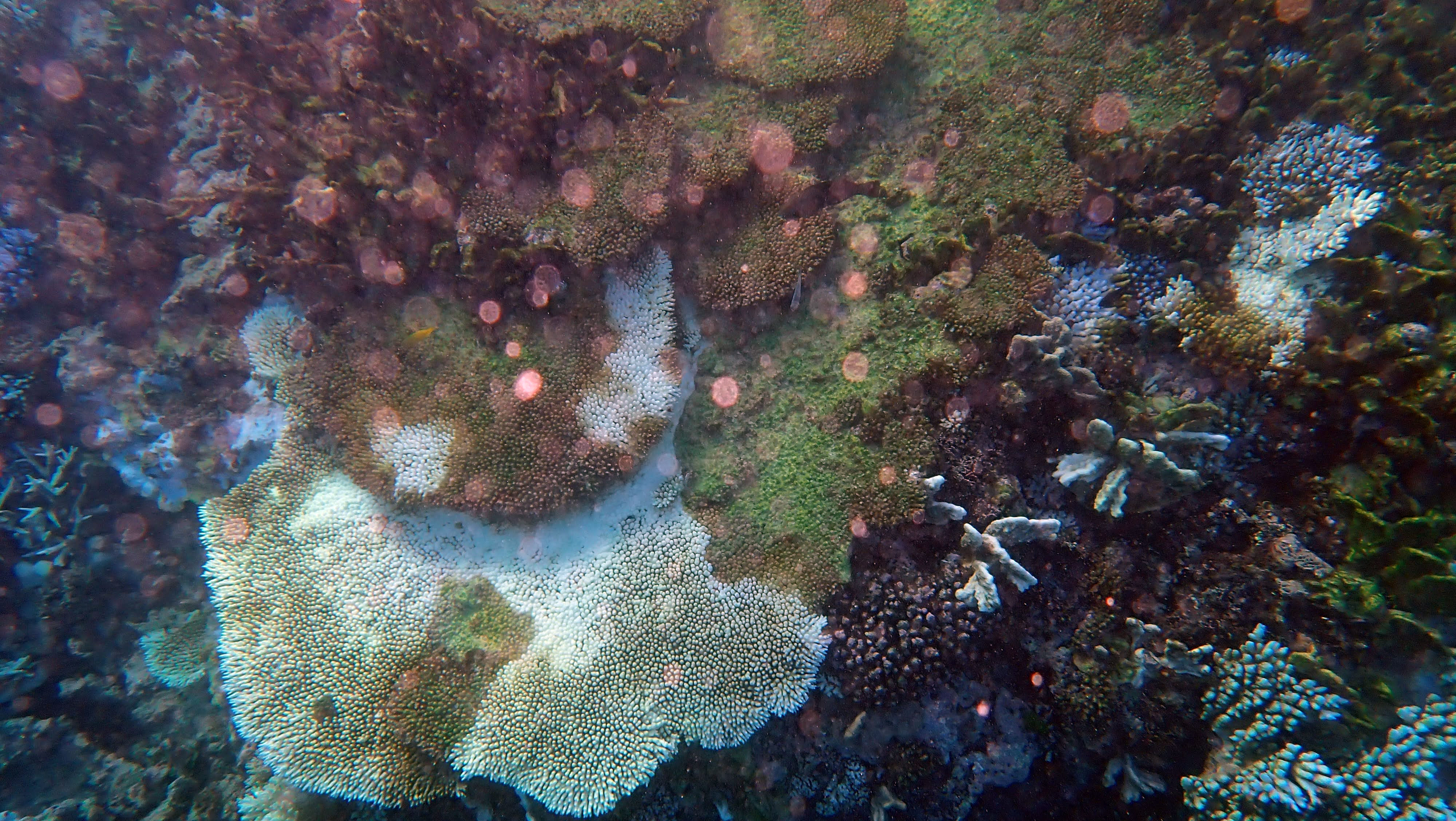 Coral reefs, climate change & mass bleaching: sobering lessons from One ...