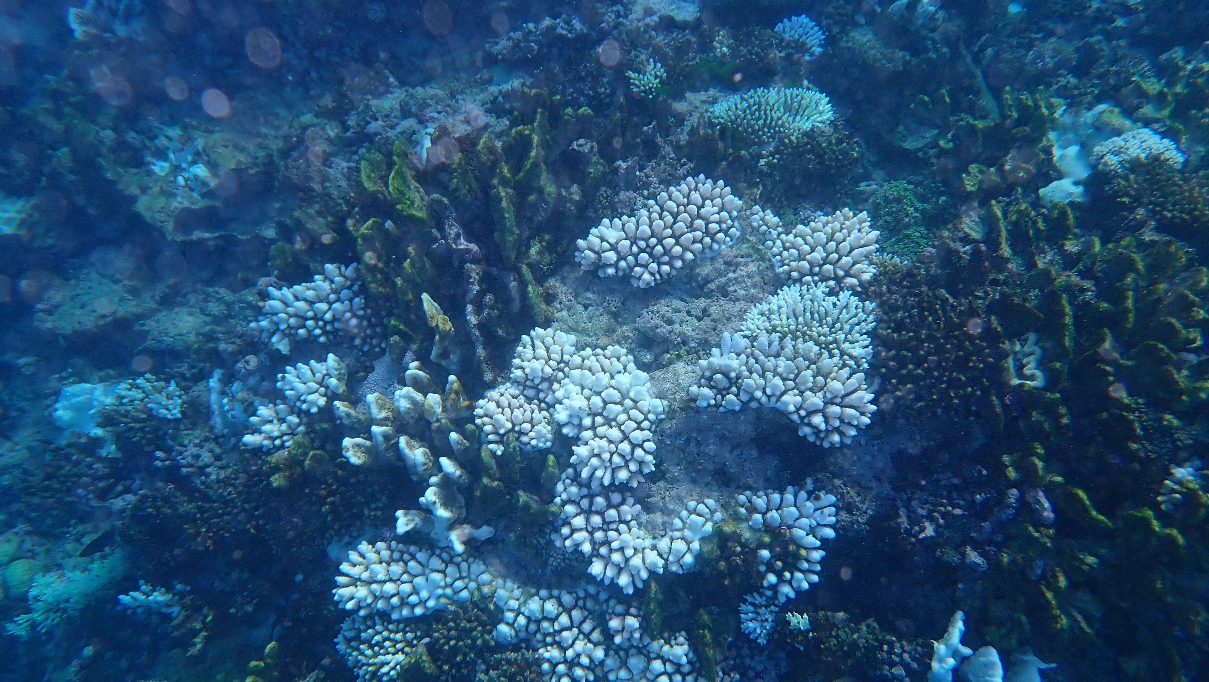 Coral reefs, climate change & mass bleaching: sobering lessons from One ...