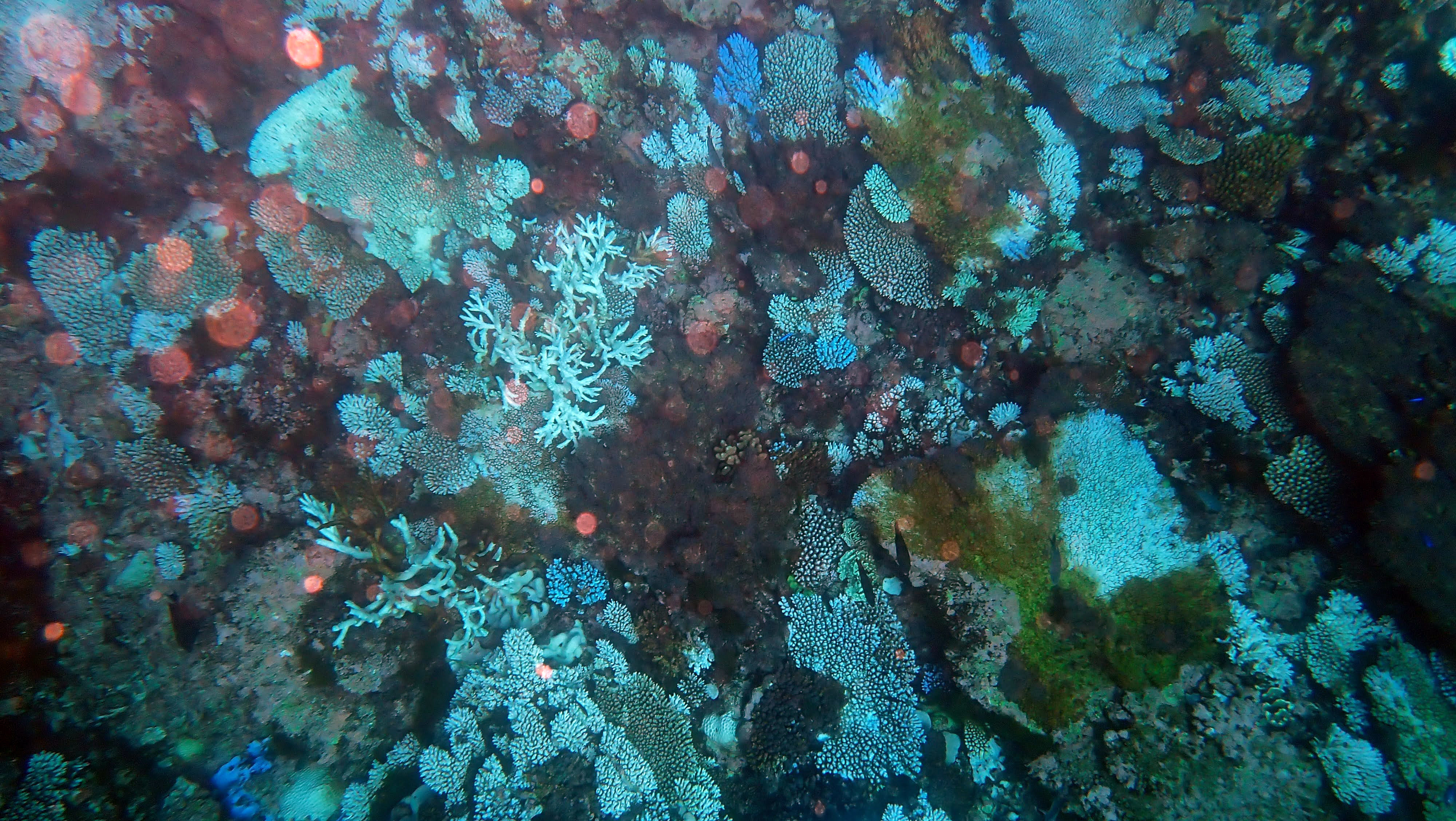 Coral reefs, climate change & mass bleaching: sobering lessons from One ...