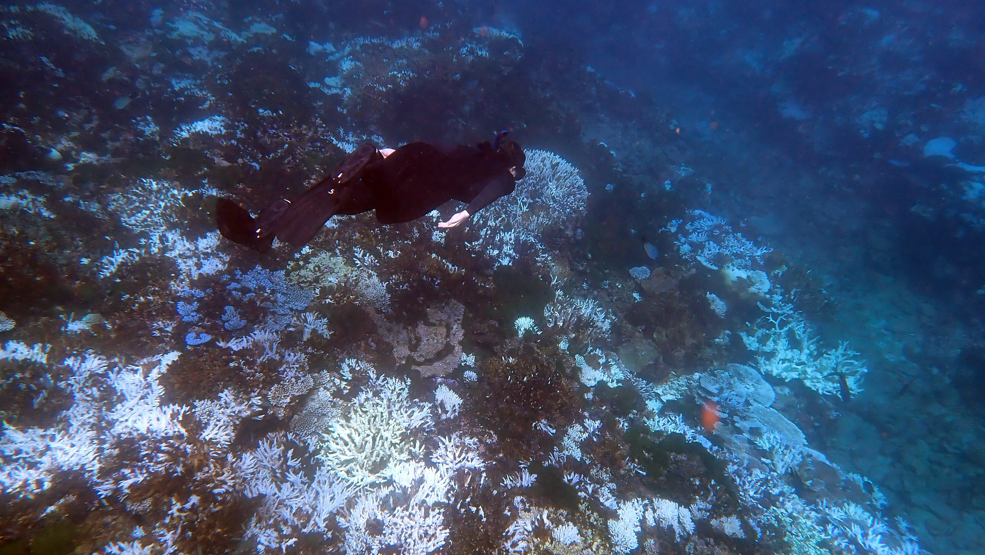 Coral reefs, climate change & mass bleaching: sobering lessons from One ...